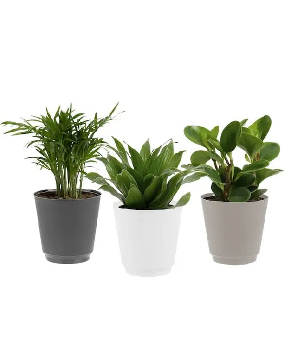 Order Assorted Tropical Plants Online | florist.ca